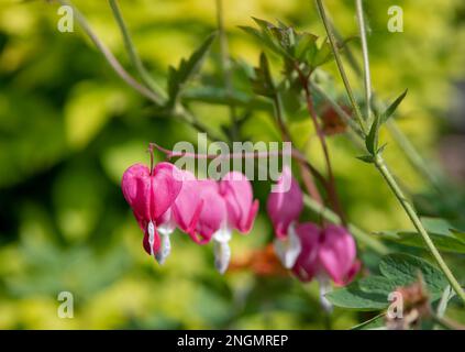 Bleeding heart in flower 'Dicentra spectabilis' next to orange ...