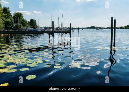 water lilies on Havel River near Heiligensee, Berlin, against blue ...