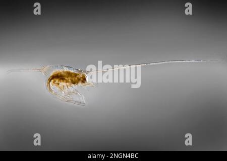 Plankton Crab zoea Larval stage of crab reproduction Kelvin Aitken V W ...