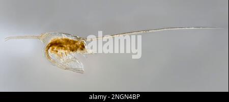 Porcelain crab, Porcellana platycheles, zoaea stage Stock Photo - Alamy