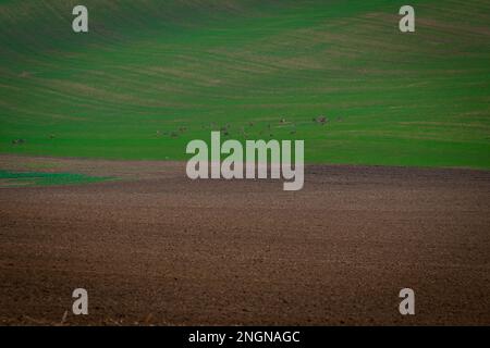 Deer in the green Czech Moravian fields. Czech republic, Moravian ...