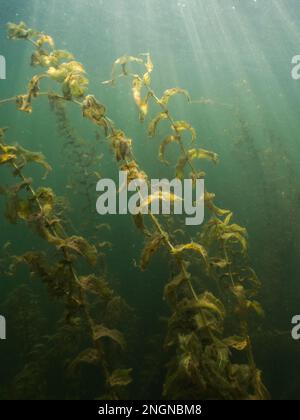 perfoliate pondweed, clasping-leaf pondweed (Potamogeton perfoliatus ...