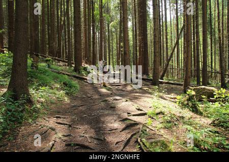 A trail leading through more forest places in the Slovak Paradise ...