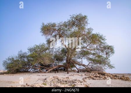 Legendary tree of life in Bahrain desert, Kingdom of Bahrain Stock ...