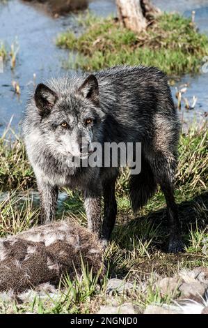 Grey wolf charcoal color phase standing over deer carcass looking at ...