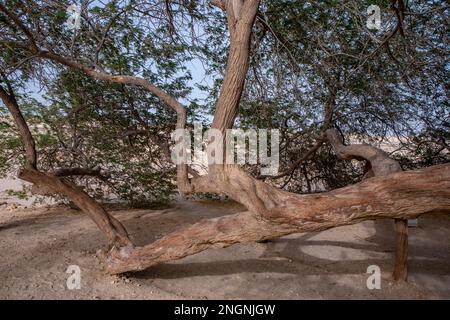 Legendary tree of life in Bahrain desert, Kingdom of Bahrain Stock ...