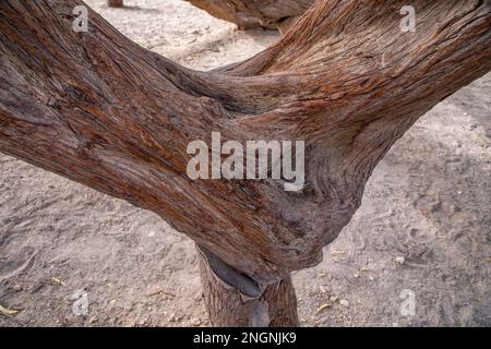 Legendary tree of life in Bahrain desert, Kingdom of Bahrain Stock ...