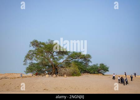Legendary tree of life in Bahrain desert, Kingdom of Bahrain Stock ...