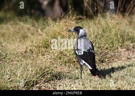 Young Australian Magpie, standing, head turned slightly sideways Stock ...