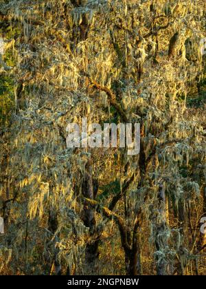 Oregon oak trees with lichen; Mount Pisgah Arboretum, Willamette Valley ...