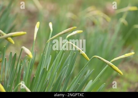 Beautiful unopened daffodils outdoors on spring day, closeup Stock ...