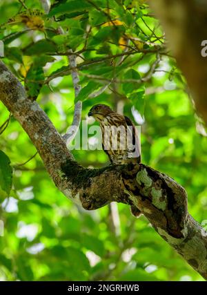 The crested goshawk is a bird of prey from tropical Asia. It has short ...