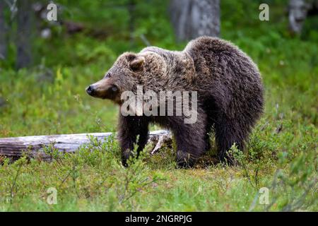 Brown bear does some housekeeping by rinsing off all water and dust ...