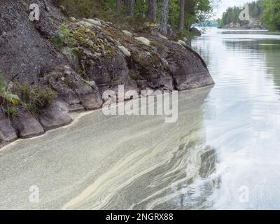 Pollen of pine trees floating on lake surface Stock Photo - Alamy