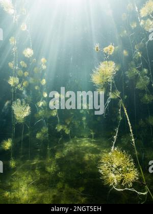 Pond water-crowfoot with fresh-water polyps Stock Photo - Alamy