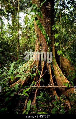 Big tree and roots in the Amazon Rainforest seen in the dry season ...