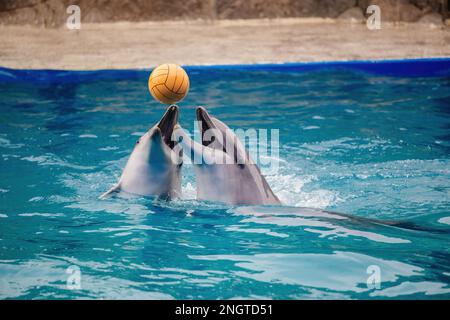 Dolphins playing ball at Sea Life Park on March 28, 1997 in Oahu ...