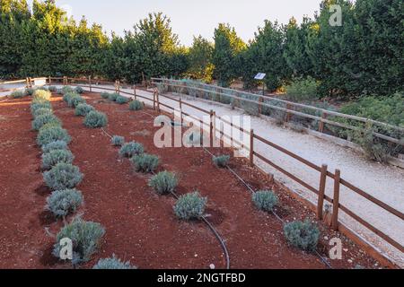Herb garden in CyHerbia Botanical Park and Labyrinth in Cyprus island ...