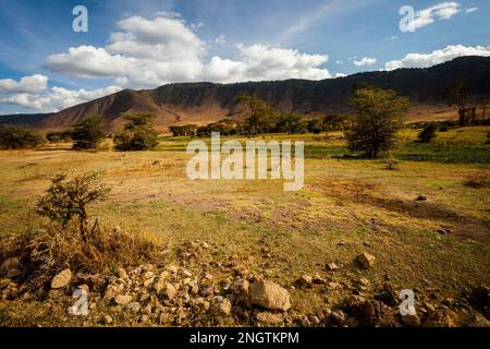 ngorongoro crater wildlife, africa, tansania Stock Photo - Alamy