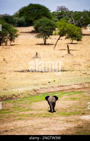 African elephant behind a tree Stock Photo - Alamy