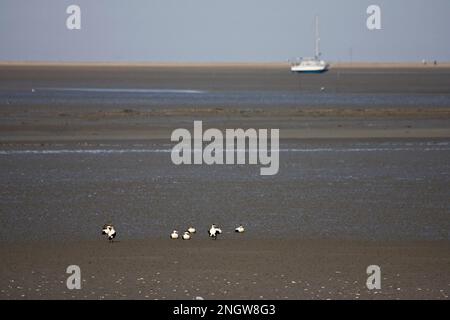 Waddenzee bij Schiermonnikoog; Wadden Sea at Schiermonnikoog Stock ...