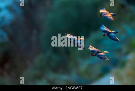 Weestern Jackdaw, Coloeus monedula spermologus. Flock in flight above ...