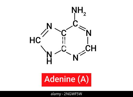 Adenine molecular formula. Chemical structural formula and model of ...