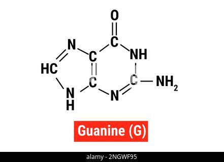 guanine molecular chemical structural formula. model of nucleobases found in in the nucleic ...