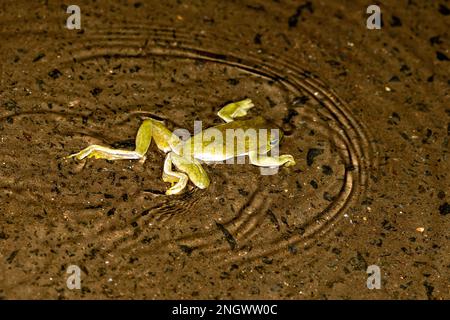 Amami green tree frog (Zhangixalus viridis amamiensis) from Amami ...