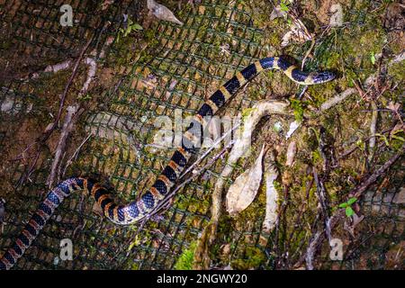 Ryukyu odd-tooth snake (Lycodon semicarinatus) from Amami Oshima, Japan ...