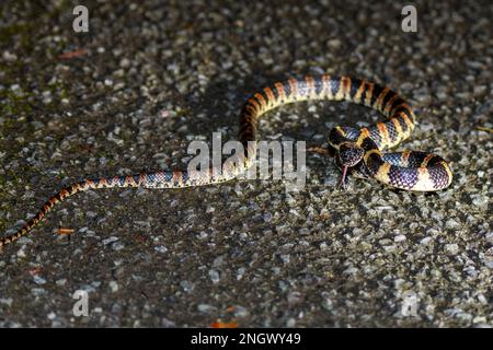 Ryukyu odd-tooth snake (Lycodon semicarinatus) from Amami Oshima, Japan ...
