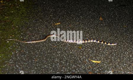 Ryukyu odd-tooth snake (Lycodon semicarinatus) from Amami Oshima, Japan ...