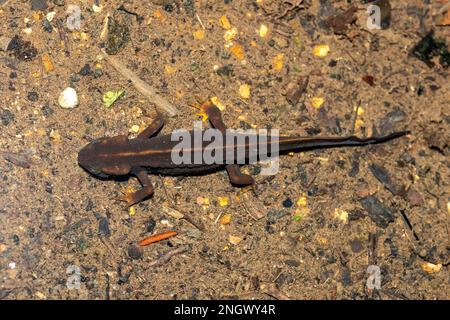 Sword-tailed newt (Cynops ensicauda) from Amami Oshima, Japan Stock ...