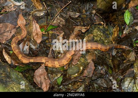 The venomous Hime Habu viper (Ovophis okinavensis) from Amami Oshima ...