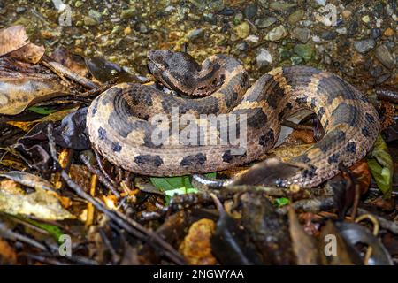 The venomous Hime Habu viper (Ovophis okinavensis) from Amami Oshima ...
