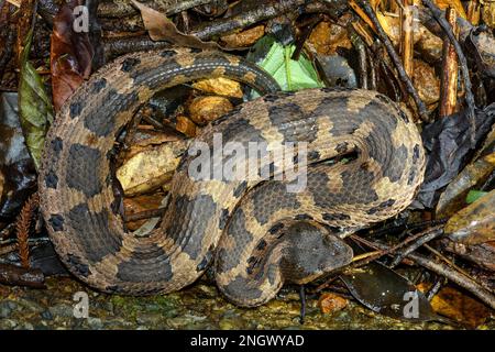 The venomous Hime Habu viper (Ovophis okinavensis) from Amami Oshima ...
