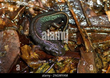 Sword-tailed newt (Cynops ensicauda, ventral view) from Amami Oshima ...