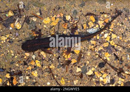 Sword-tailed newt (Cynops ensicauda) from Amami Oshima, Japan Stock ...