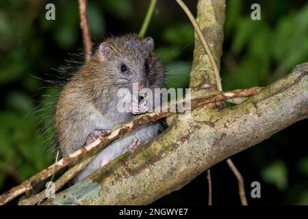 Ryukyu long-tailed rat (Diplothrix legata) photographed in the ...