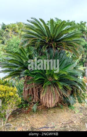 Cycas revoluta, a cycad from Japan. Cycads are very primitive plants ...