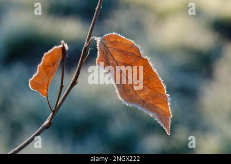 Leaf With Hoarfrost, North Rhine-Westphalia, Germany, Europe Stock ...
