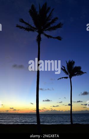 Palm trees are silhouetted against a tropical sunset Stock Photo - Alamy