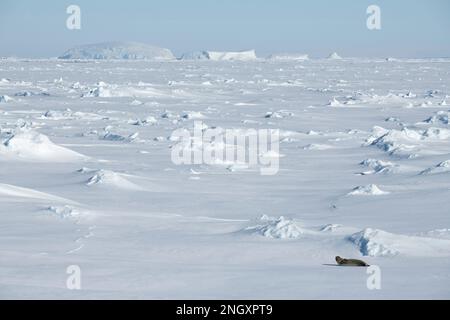 Antarctica, Amundsen Sea, Siple Island. Ross seal (Ommatophoca rossii ...