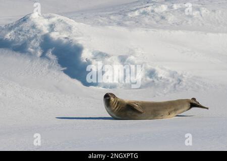 Antarctica, Amundsen Sea, Siple Island. Large iceberg with Mount Siple ...