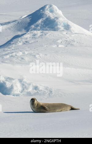 Antarctica, Amundsen Sea, Siple Island. Close up of wind blown sea ice ...