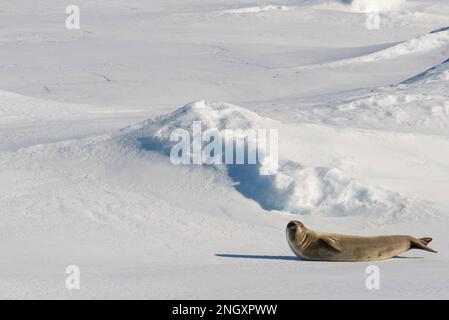 Antarctica, Amundsen Sea, Siple Island. Sea ice with Mount Siple ...