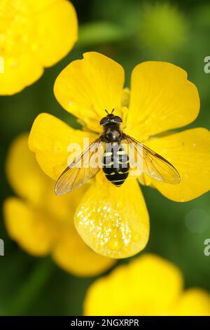 Natural closeup on the yellow girdled syrph, Dasysyrphus tricinctus on ...