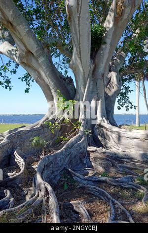 Brown woolly fig tree Ficus drupacea in Bonita Beach, Florida Stock ...