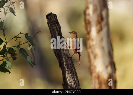 Rufous Treecreeper - Climacteris rufus bird in Climacteridae, endemic ...