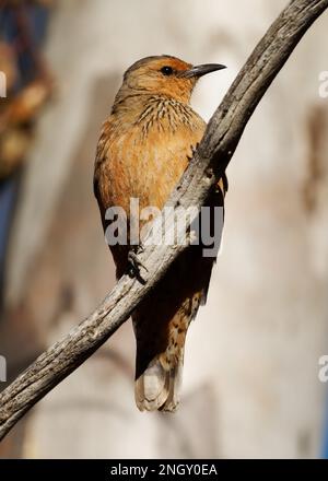 Rufous Treecreeper - Climacteris rufus bird in Climacteridae, endemic ...